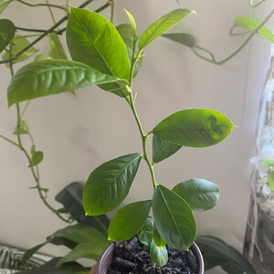 Baby Lemon Tree Plant Grown From Seed - Etsy