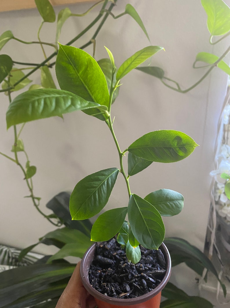 Baby Lemon Tree Plant Grown From Seed - Etsy