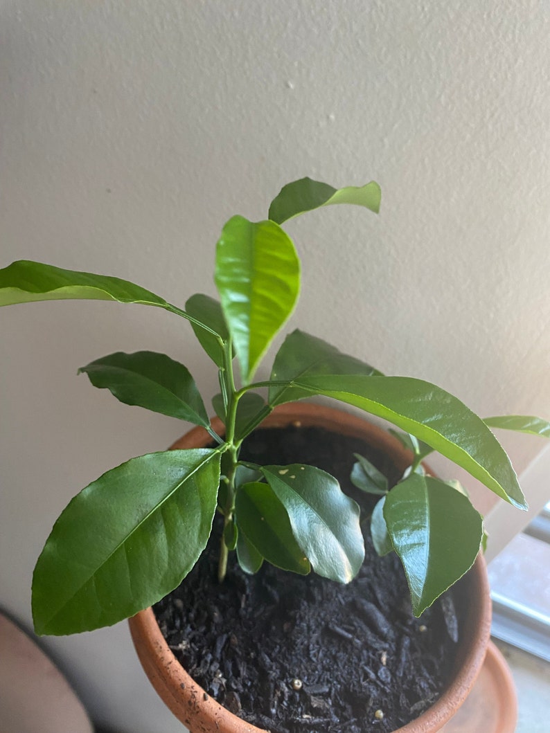 Baby Lemon Tree Plant Grown From Seed - Etsy