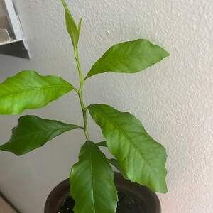 Baby Lemon Tree Plant Grown From Seed - Etsy