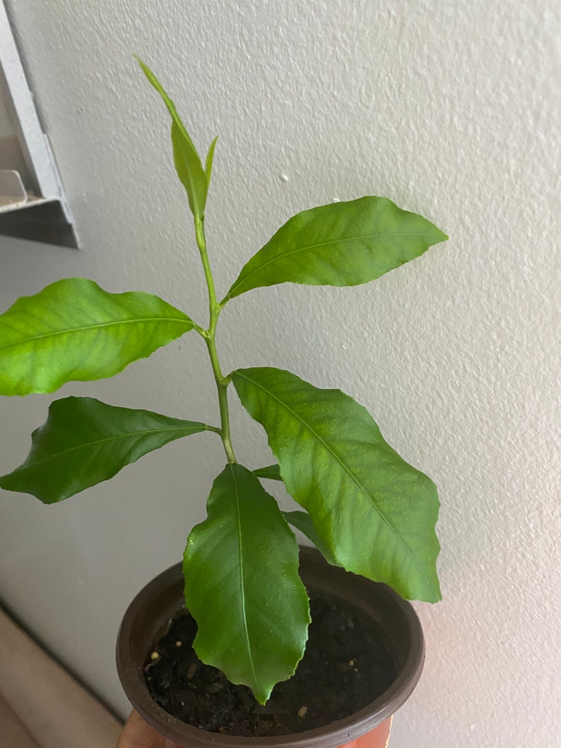 Baby Lemon Tree Plant Grown From Seed - Etsy