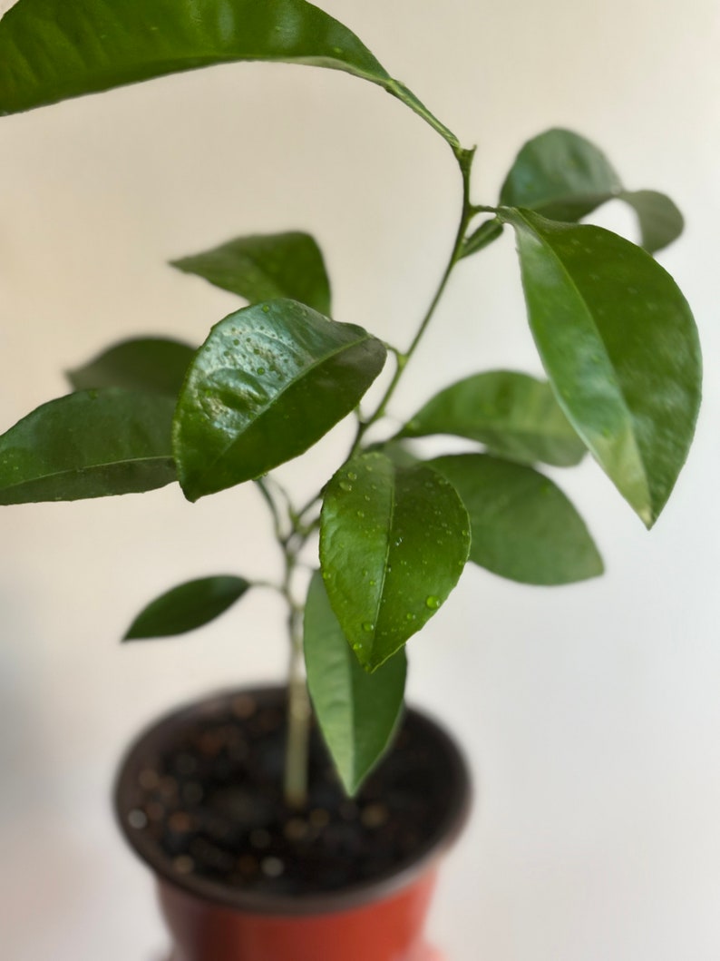 Baby Lemon Tree Plant Grown From Seed - Etsy