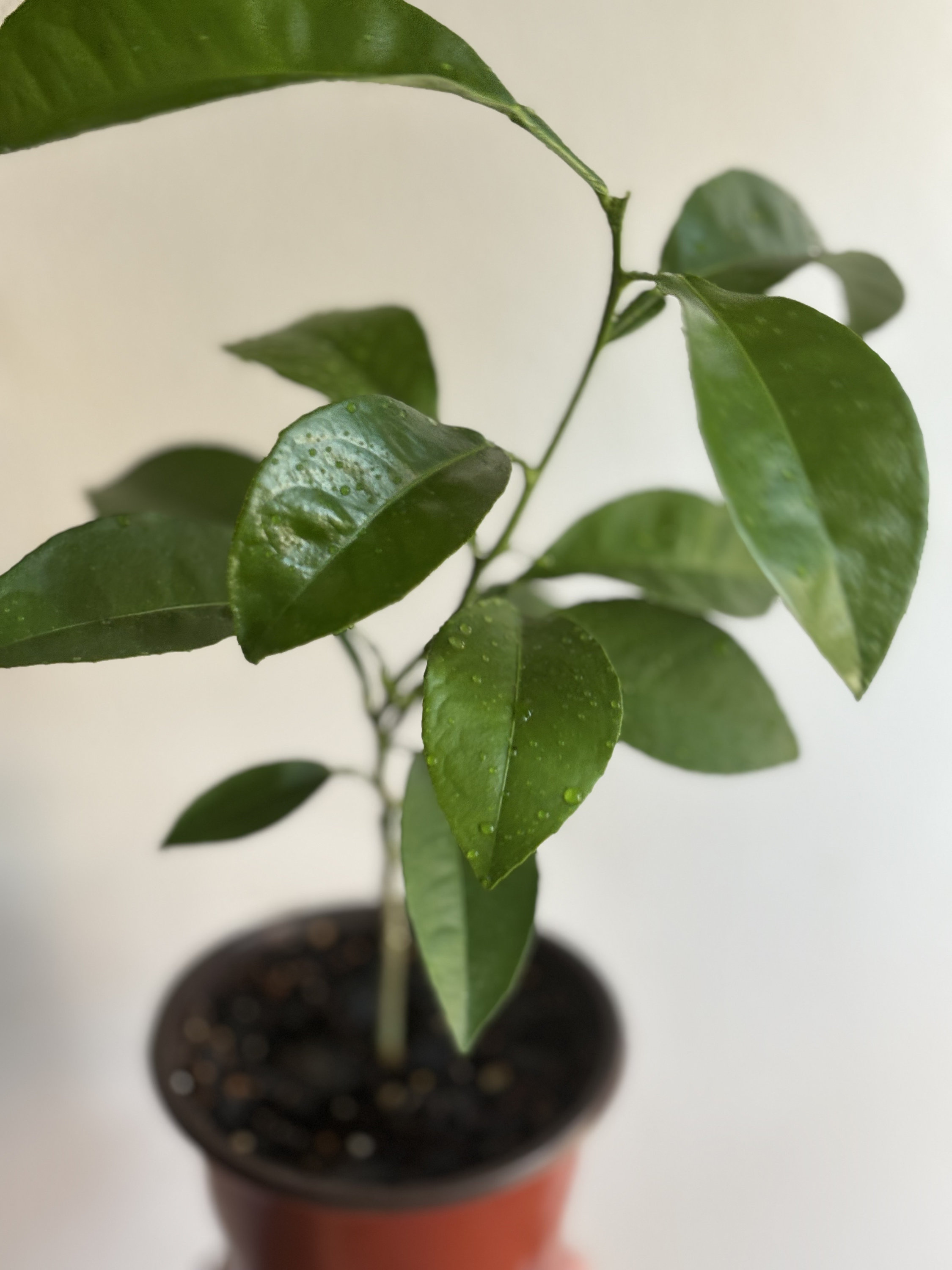 Baby Lemon Tree Plant Grown From Seed - Etsy