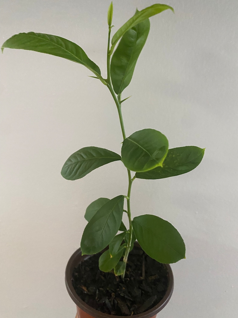 Baby Lemon Tree Plant Grown From Seed - Etsy