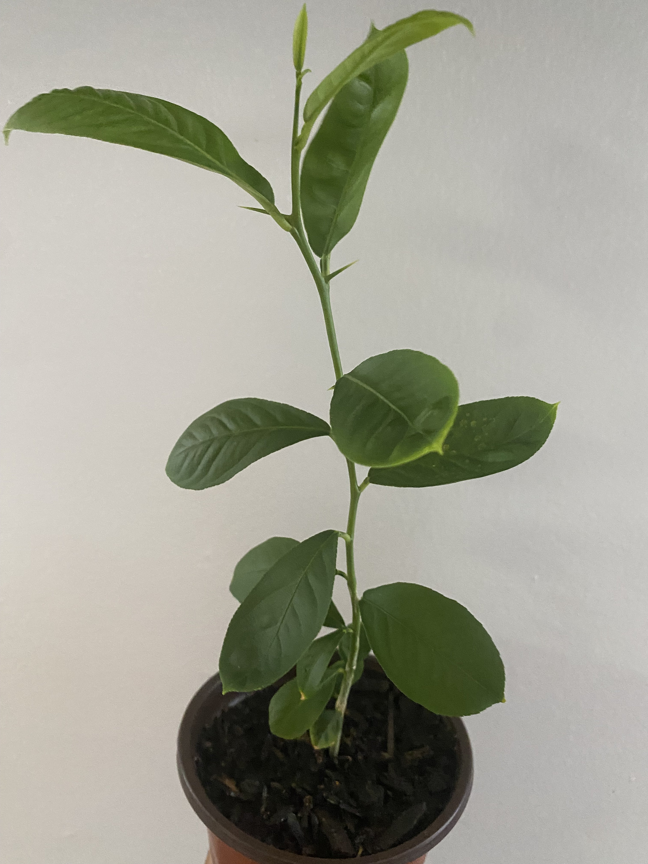 Baby Lemon Tree Plant Grown From Seed - Etsy