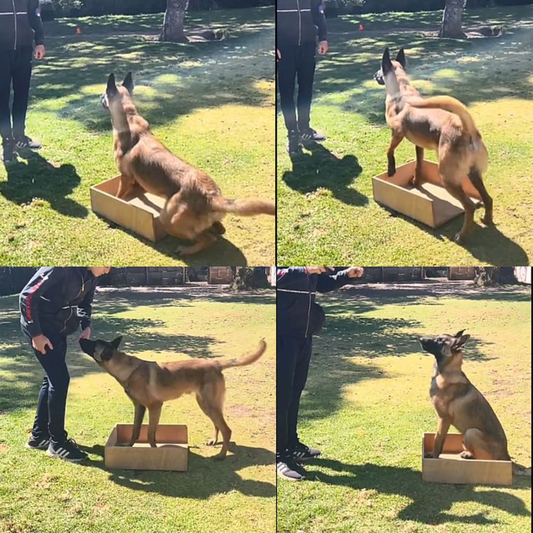 Dog Training Box - Obedience Box - Position Box - Etsy