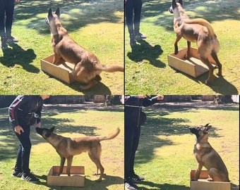 Dog Training Place Box - Etsy