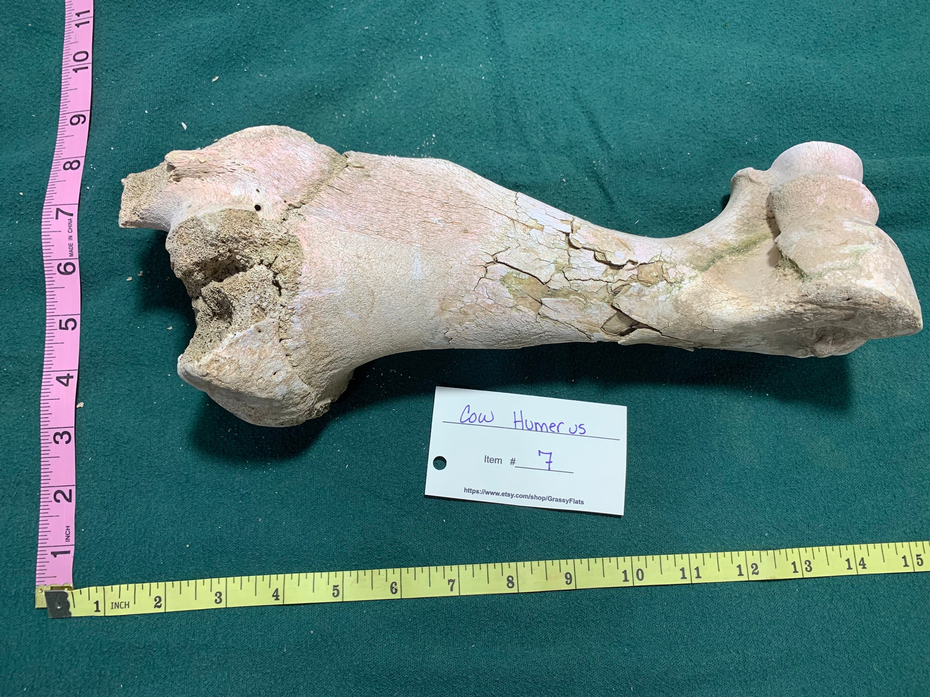 Húmero de vaca Angus bovina - Etsy España