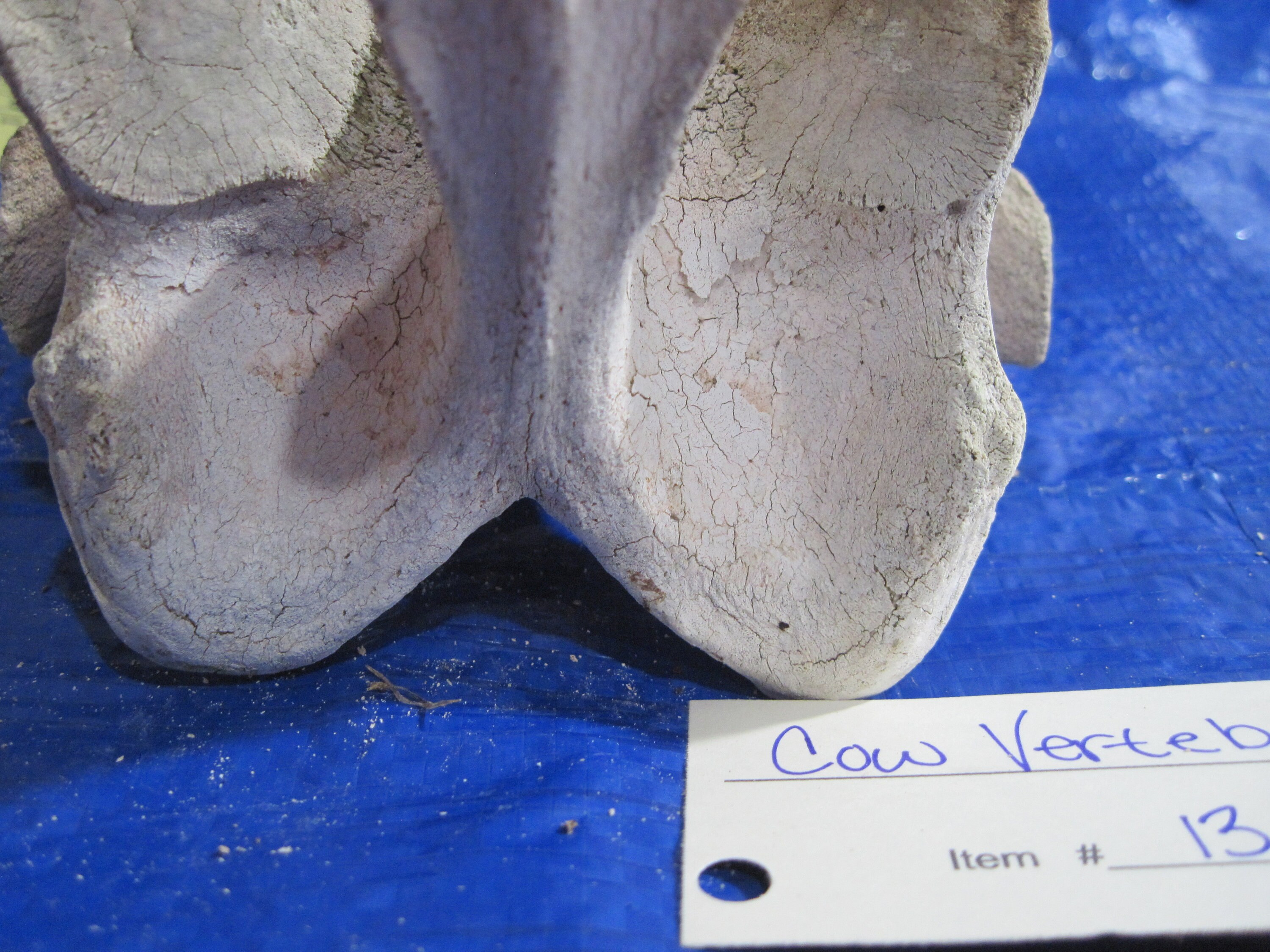 Black Angus Cow Vertebrae - Etsy