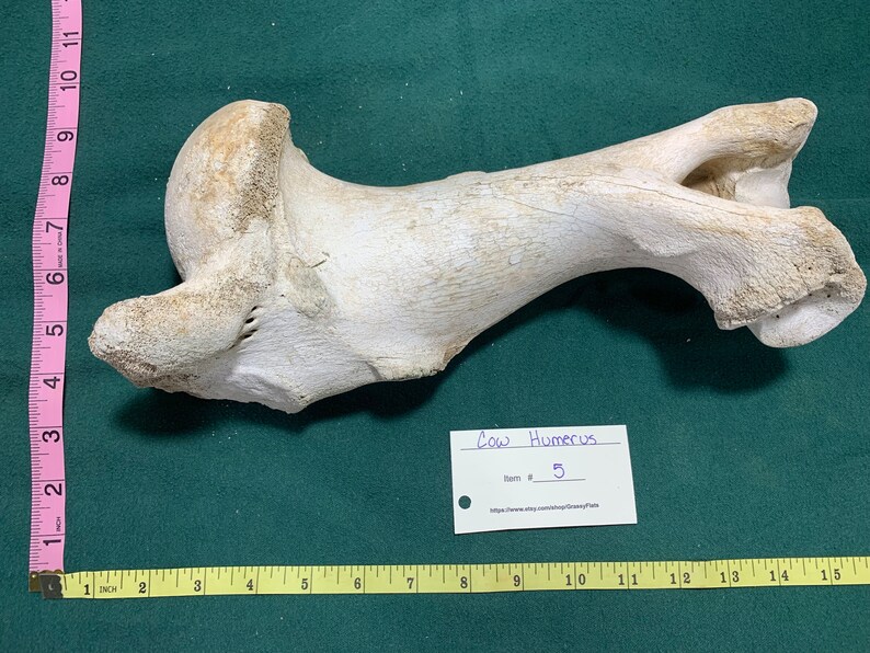 Bovine Cow Humerus - Etsy