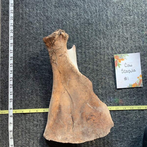 Scapula - Etsy