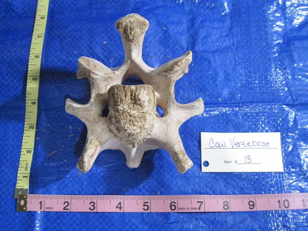 Black Angus Cow Vertebrae - Etsy