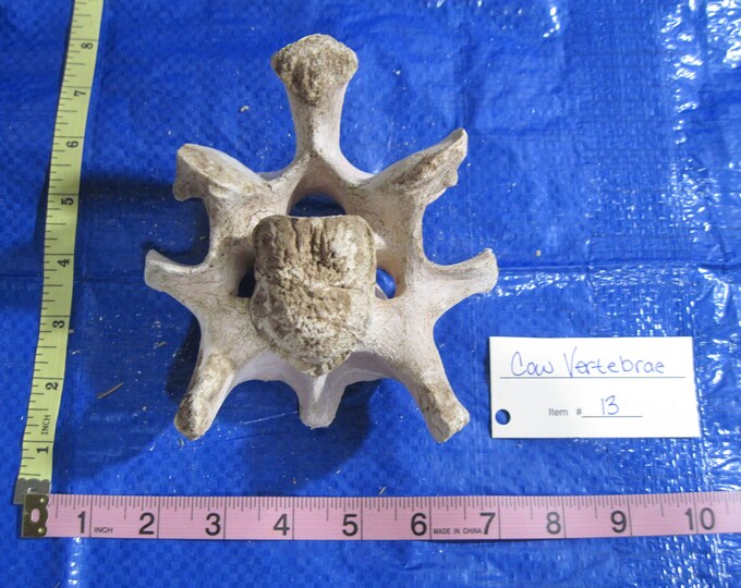 Black Angus Cow Vertebrae - Etsy