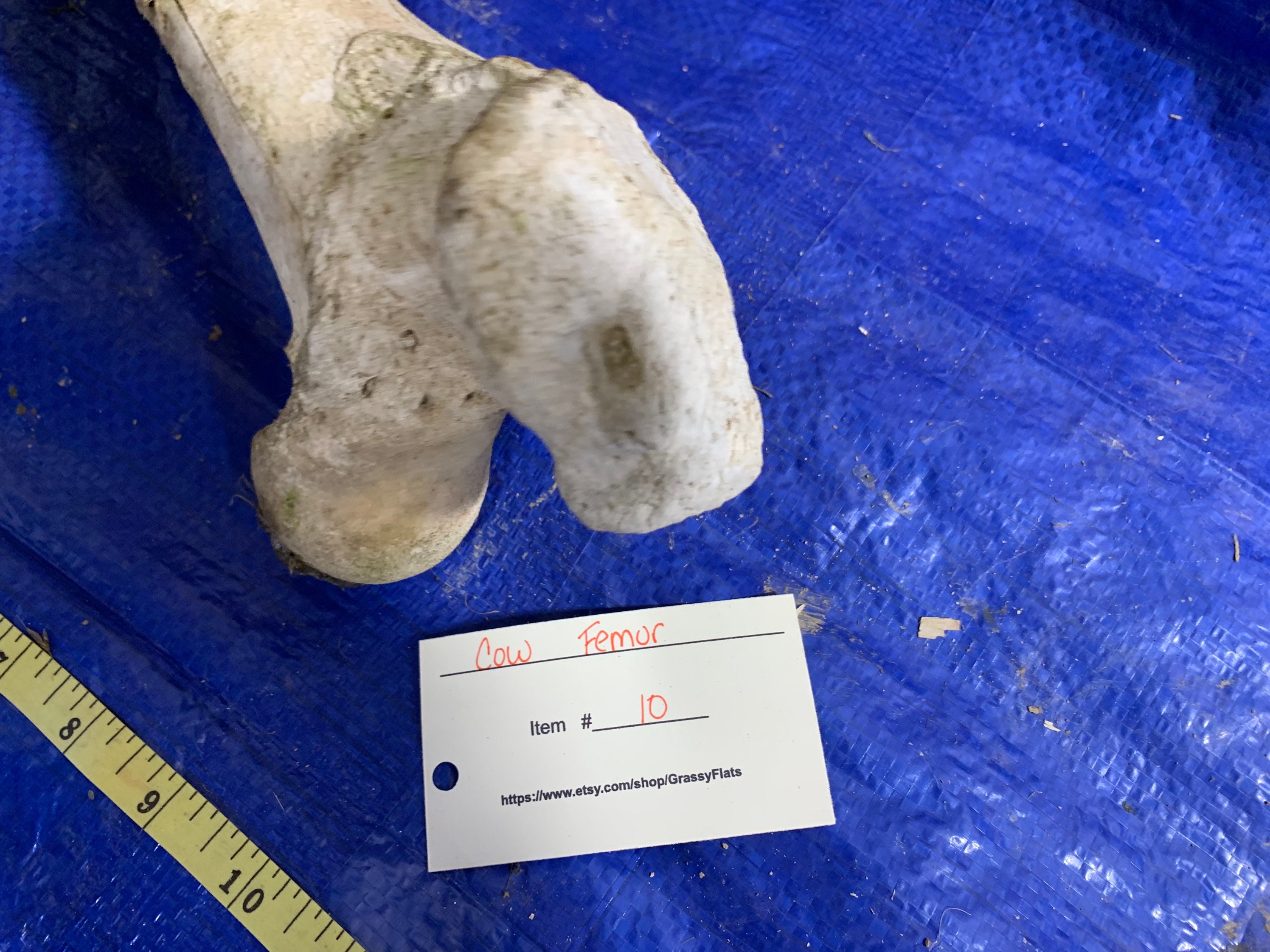 Cow Femur - Etsy