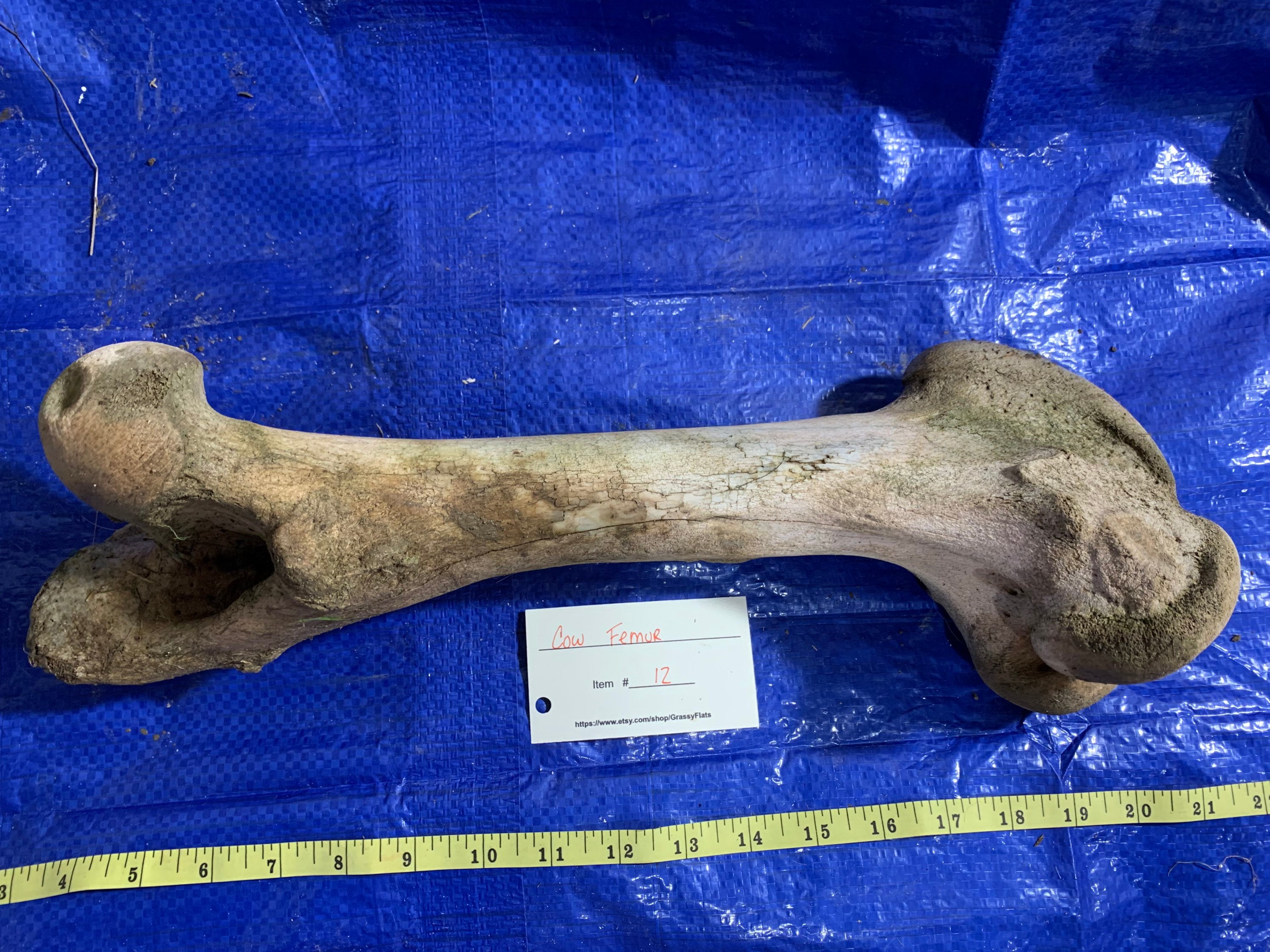 Cow Femur Anatomy