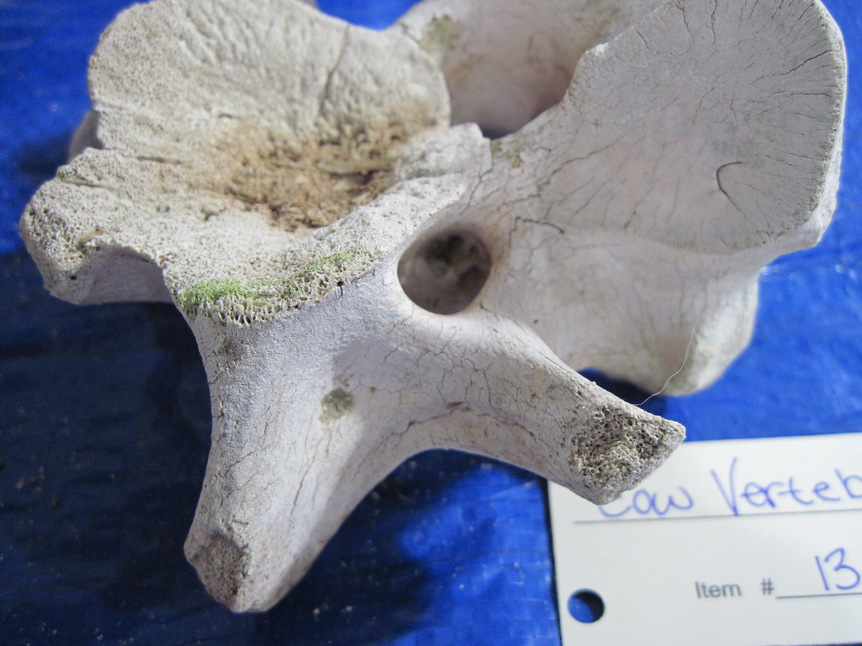 Black Angus Cow Vertebrae - Etsy