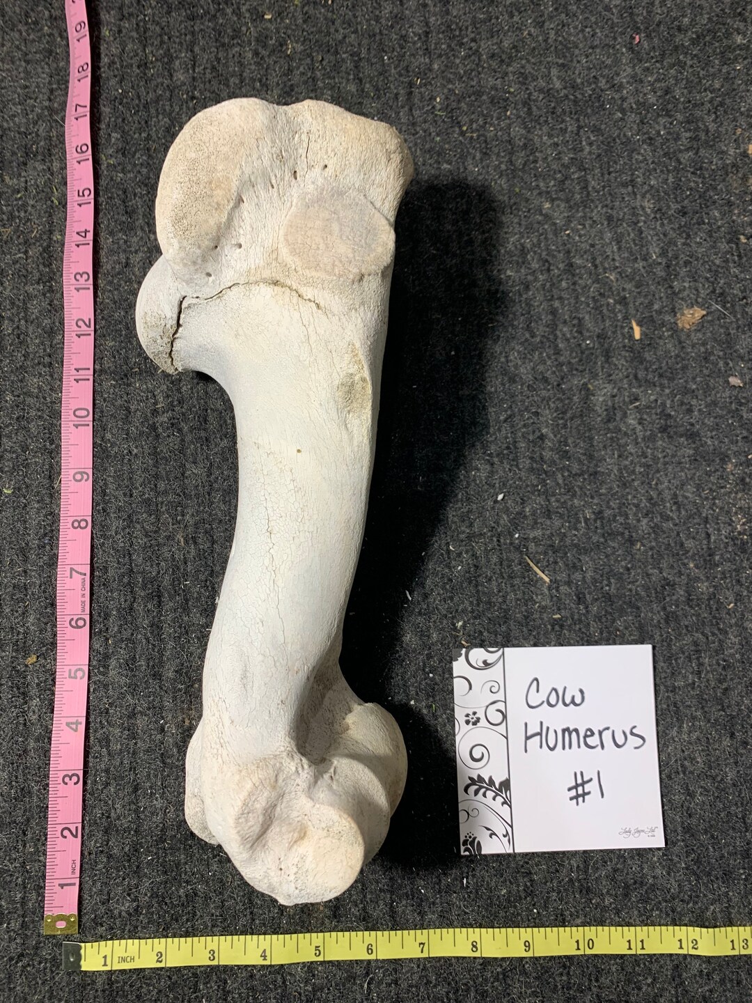 Cow Humerus - Etsy