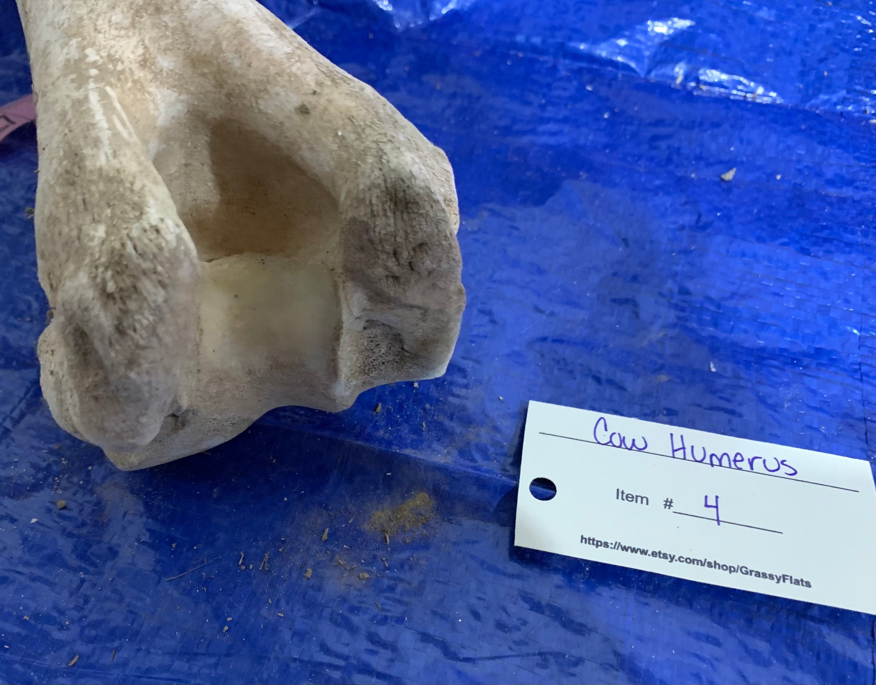 Angus Cow Humerus - Etsy