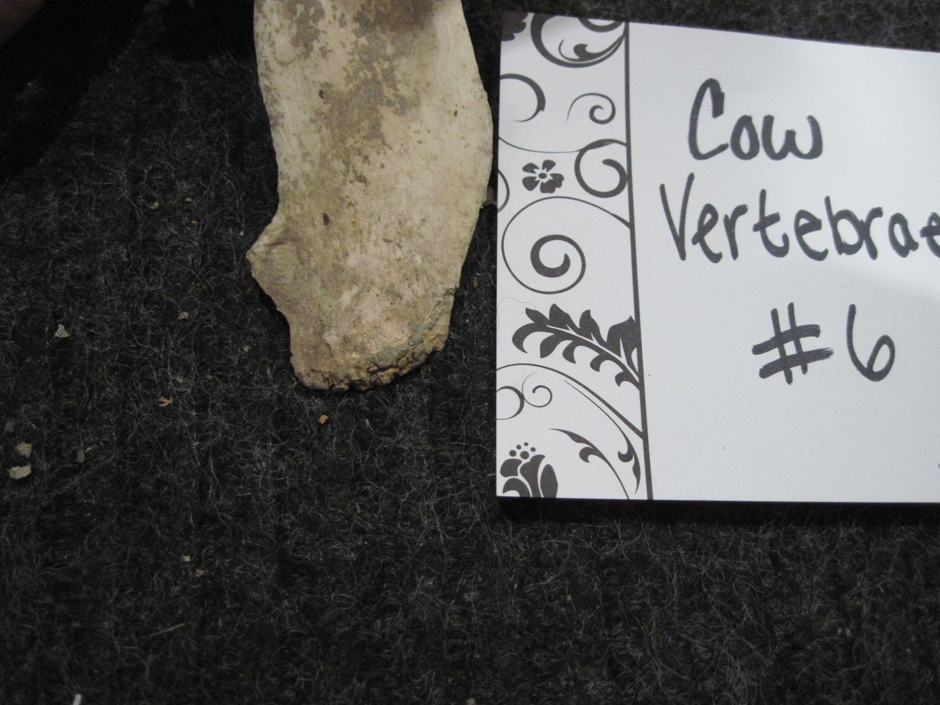 Angus Cow Vertebrae | Etsy