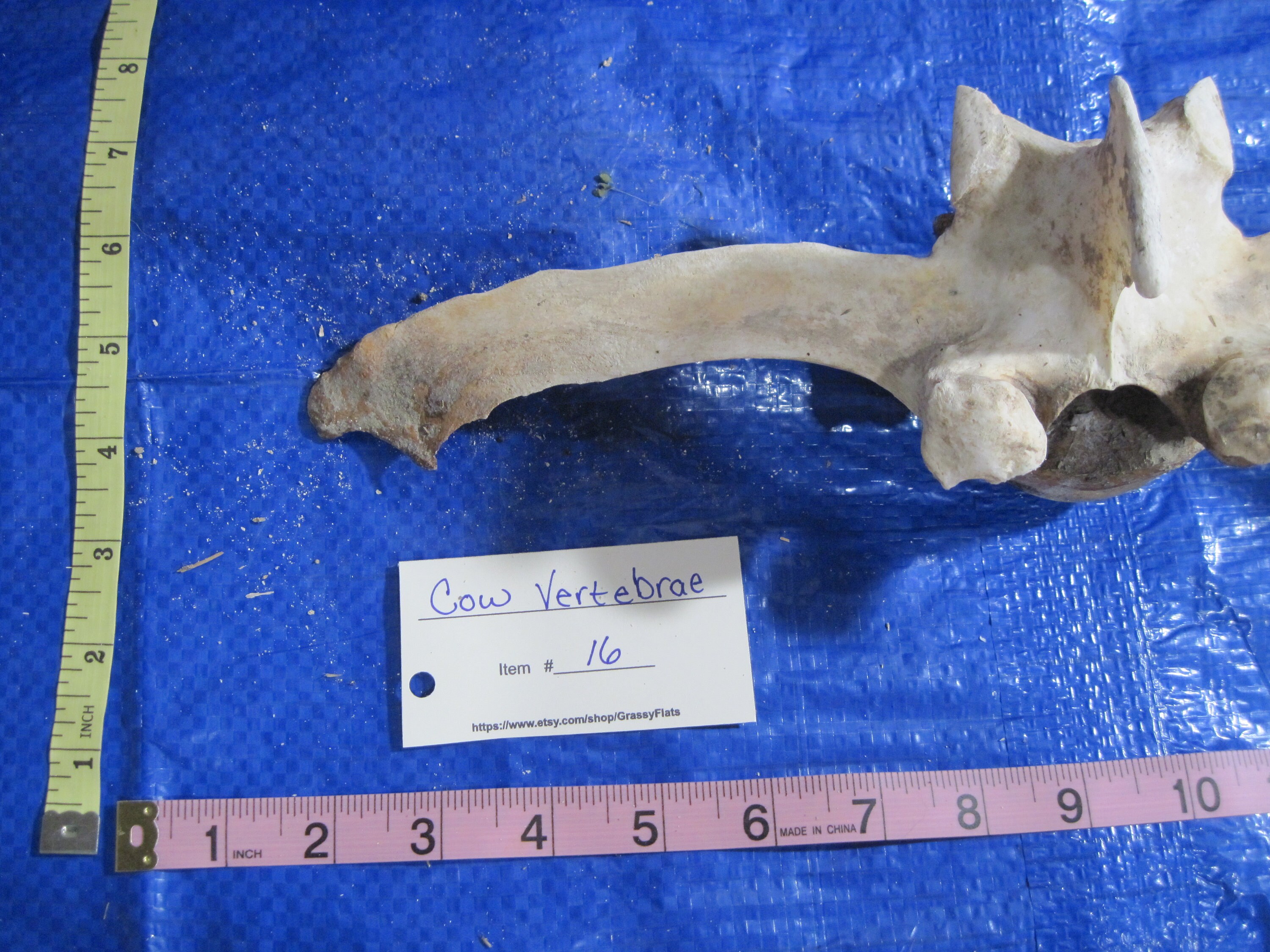 Angus Cow Vertebrae - Etsy