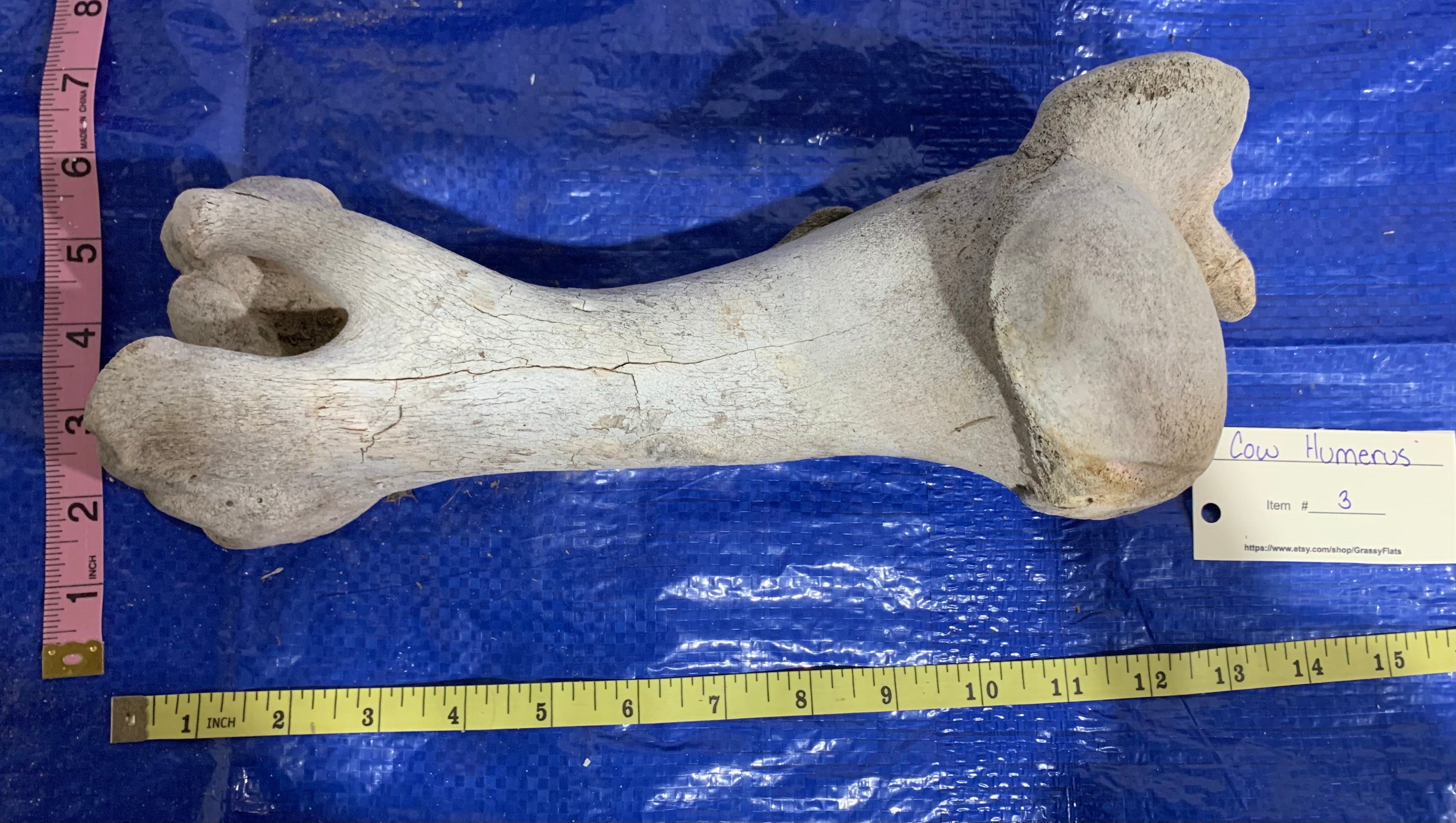 Angus Cow Humerus - Etsy