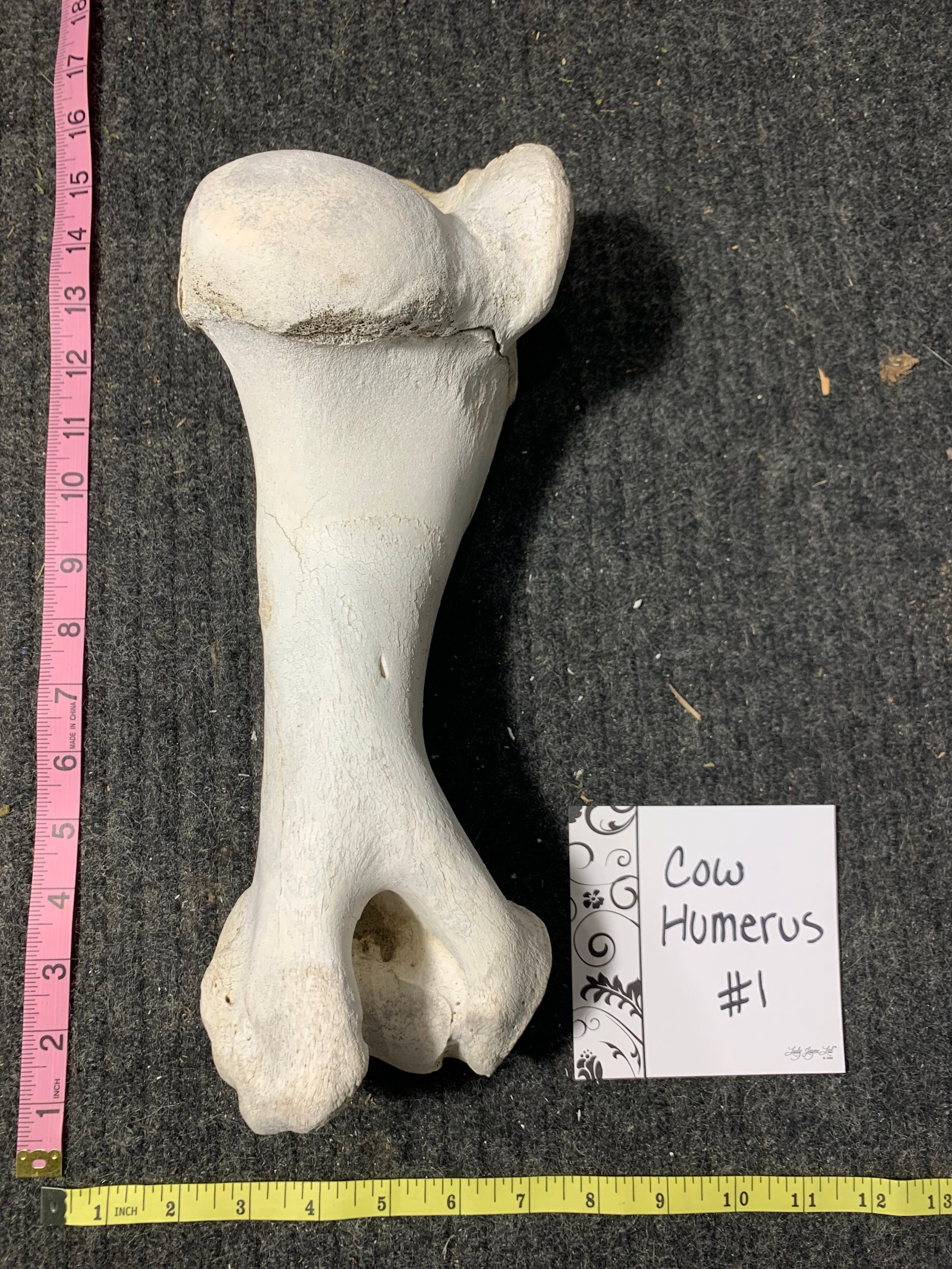 Cow Humerus - Etsy