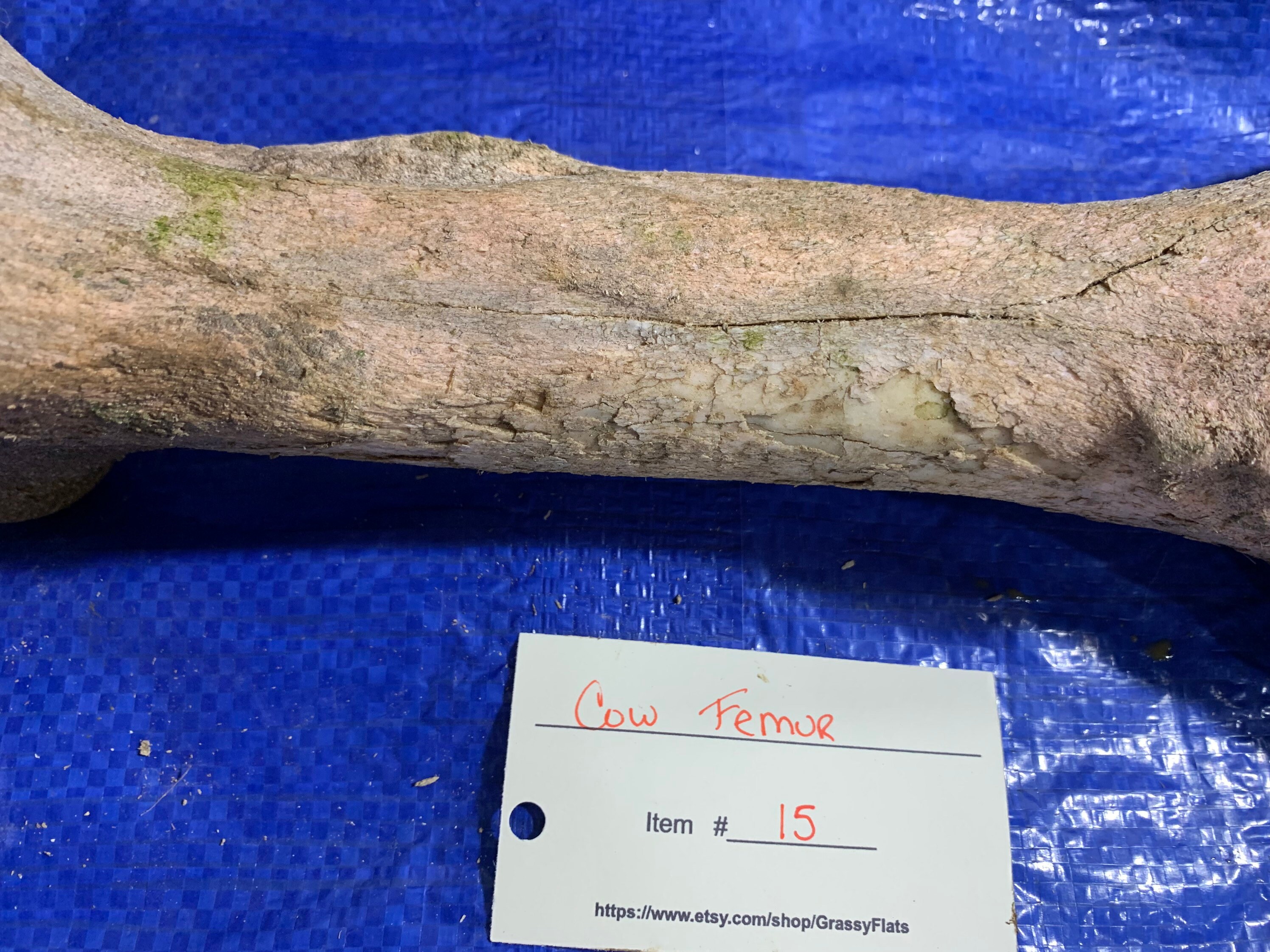 Angus Cow Femur - Etsy