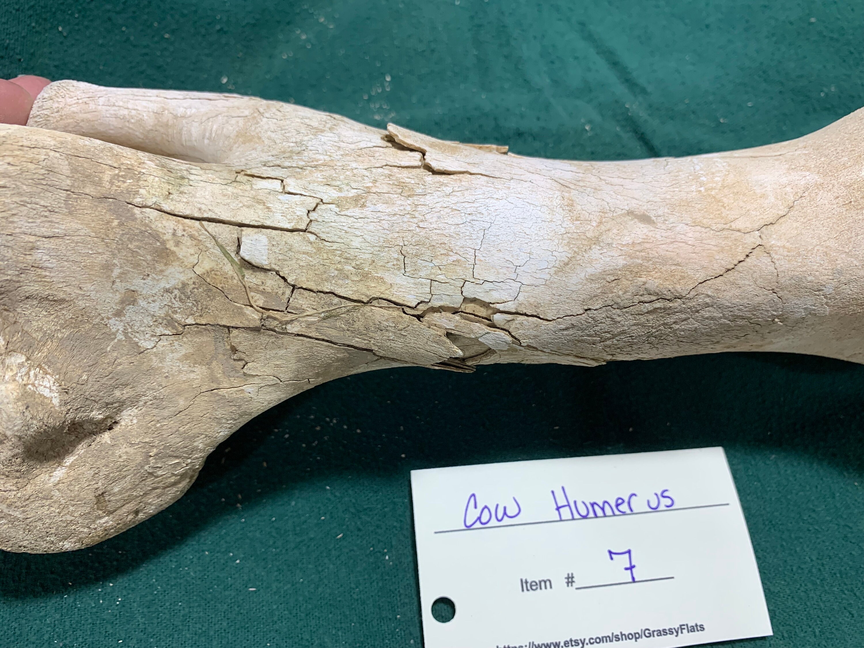 Húmero de vaca Angus bovina - Etsy España