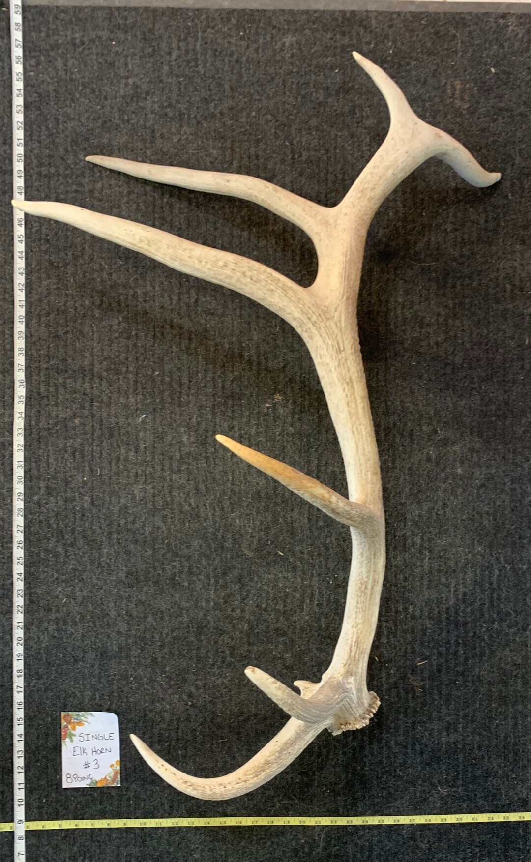 Elk Horn Single 8 Point - Etsy