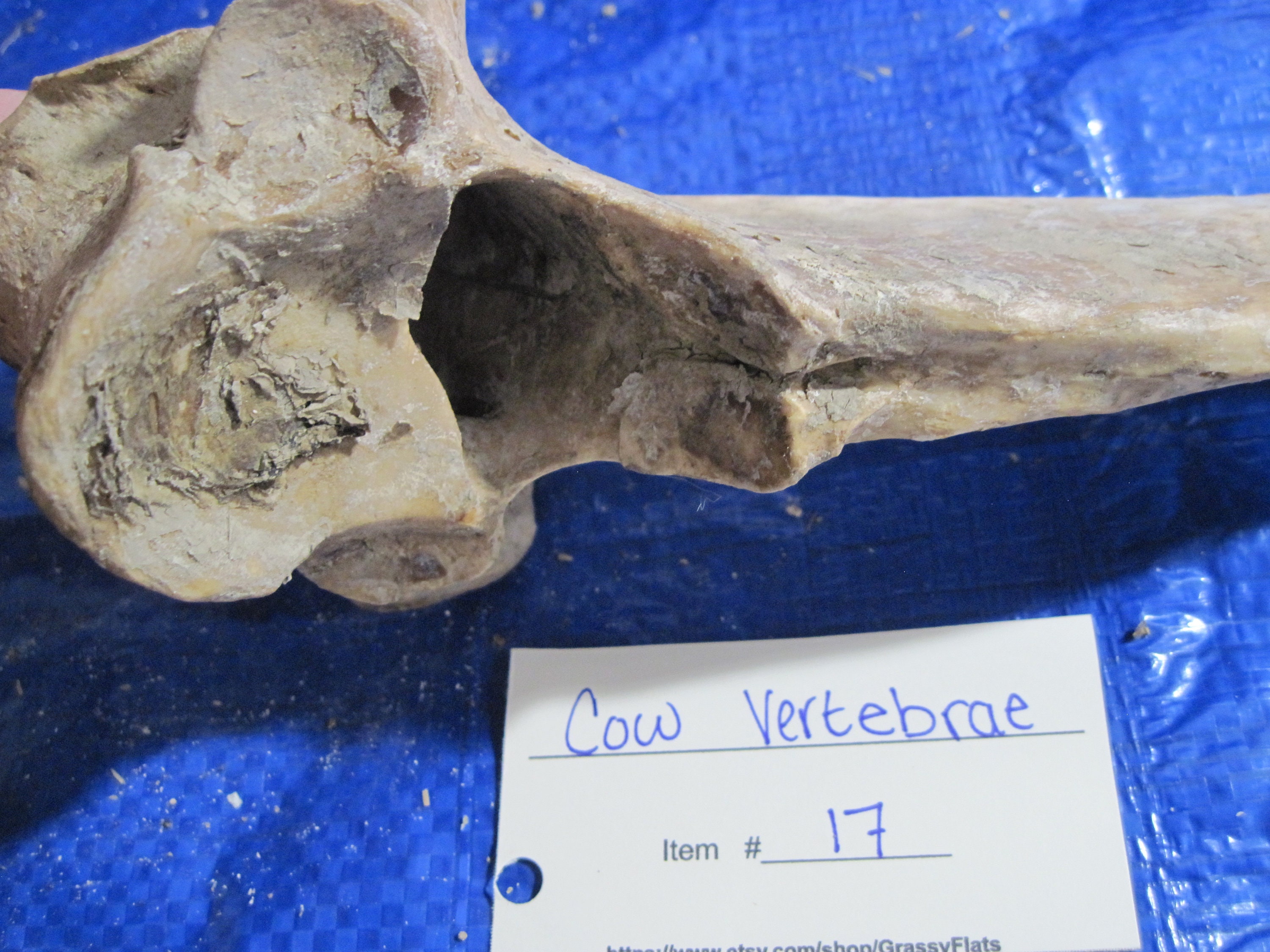 Vertebrae-cattle - Etsy