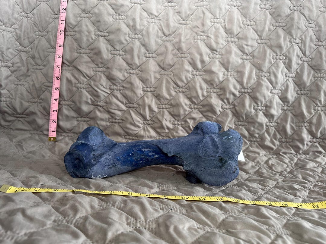 Dyed Blue Bovine Angus Cow Humerus - Etsy