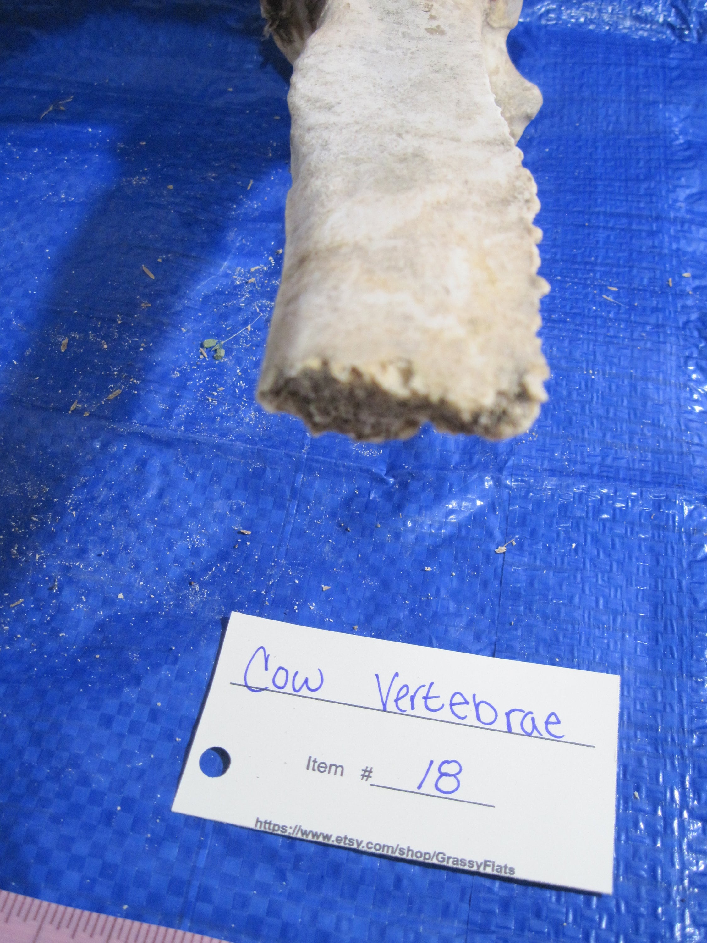 Montana Cow Vertebrae - Etsy