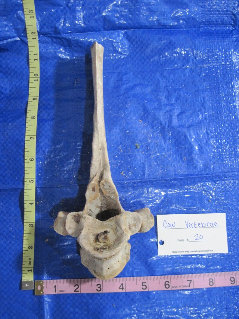 Cow Vertebrae - Etsy