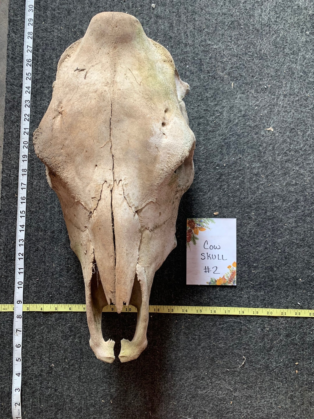 Angus Cattle Skull - Etsy