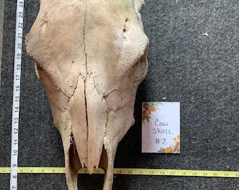 Angus Black Cattle - Etsy