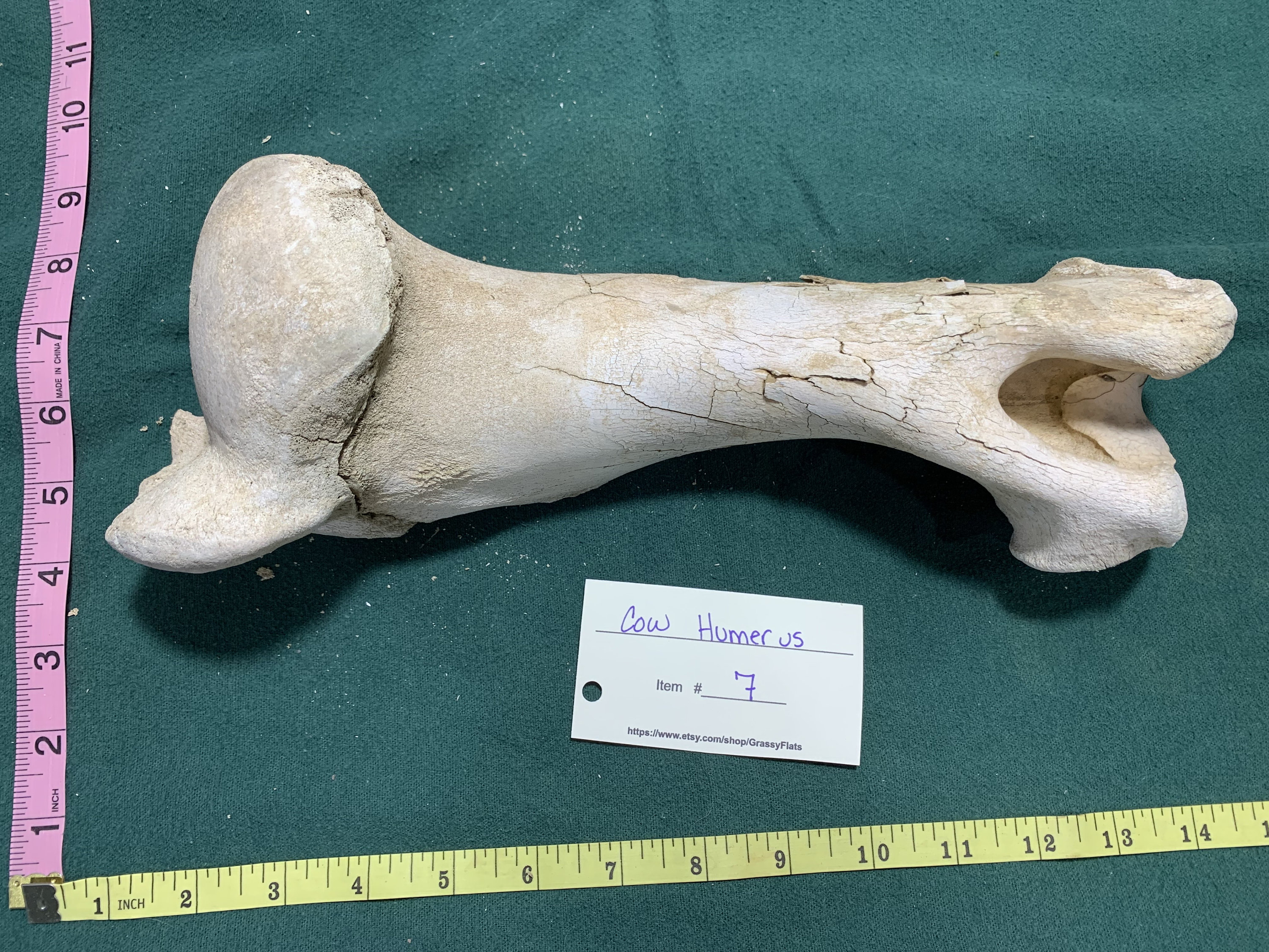 Húmero de vaca Angus bovina - Etsy España