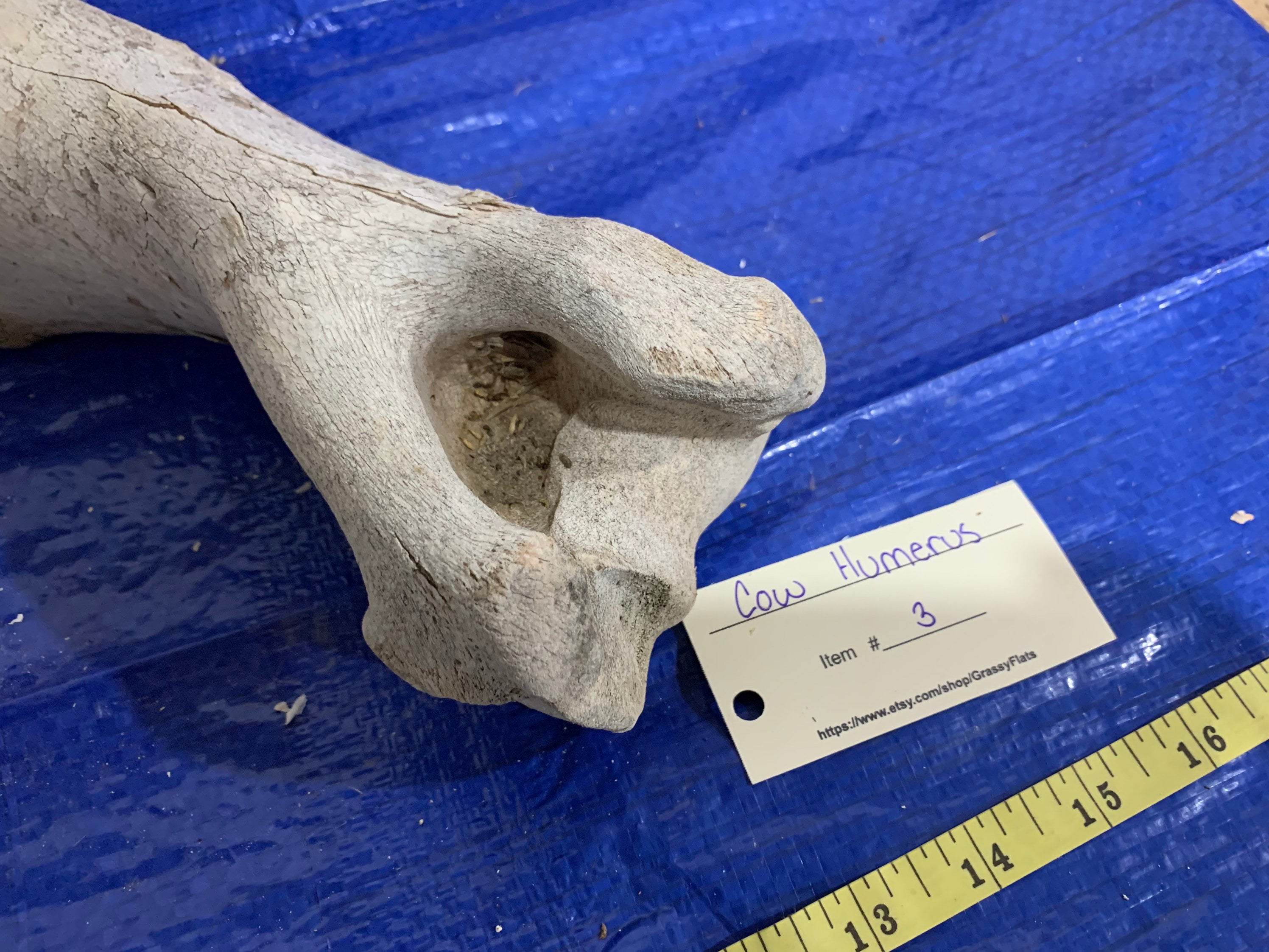 Angus Cow Humerus - Etsy