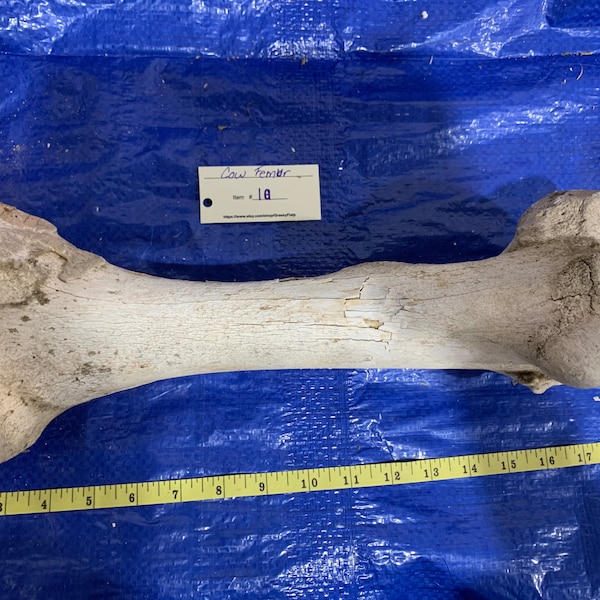 Cow Femur Bones - Etsy