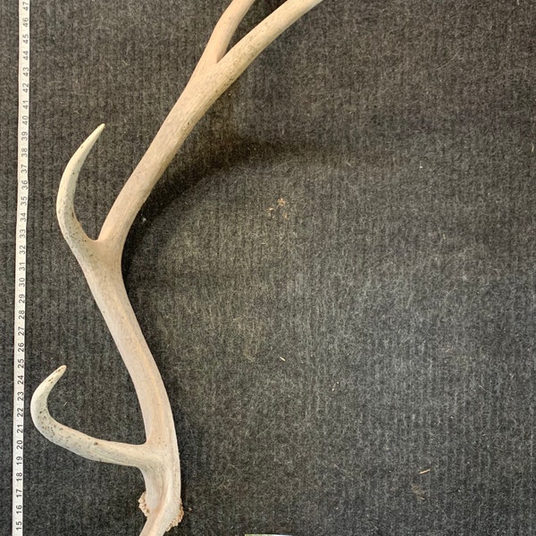 Elk Horn - Etsy