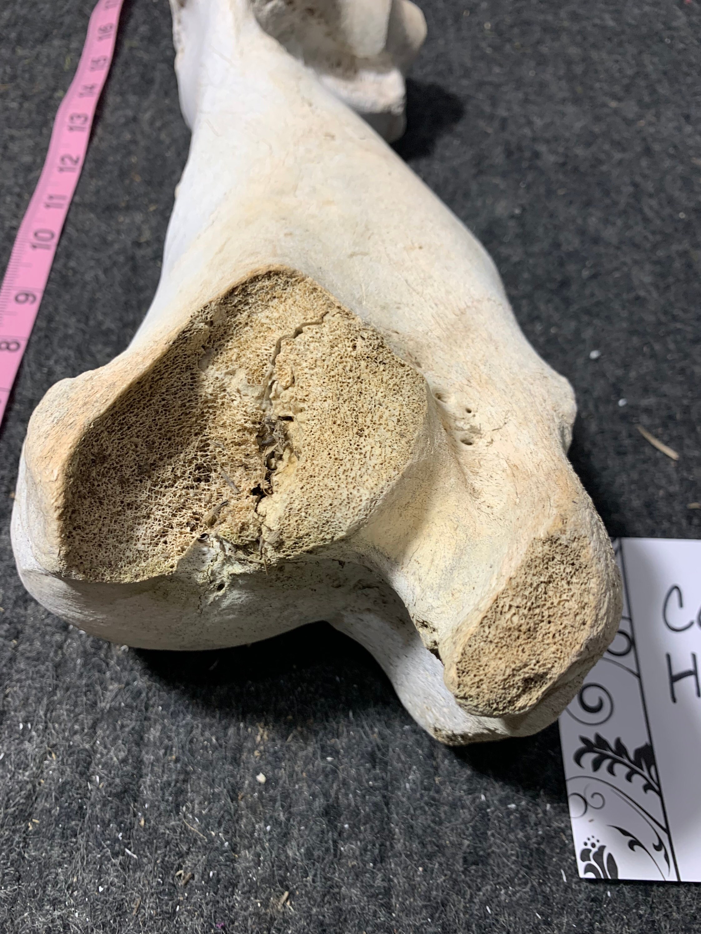 Cow Humerus - Etsy