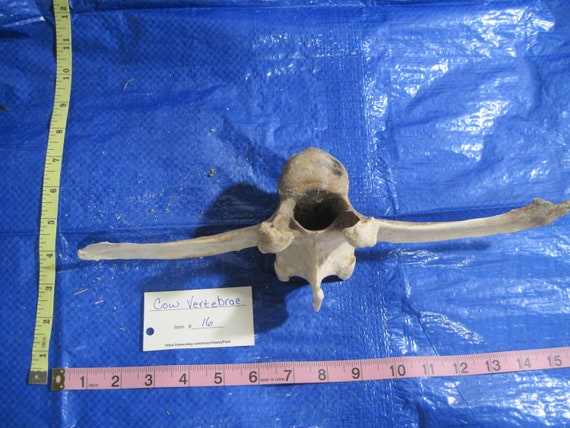 Angus Cow Vertebrae - Etsy