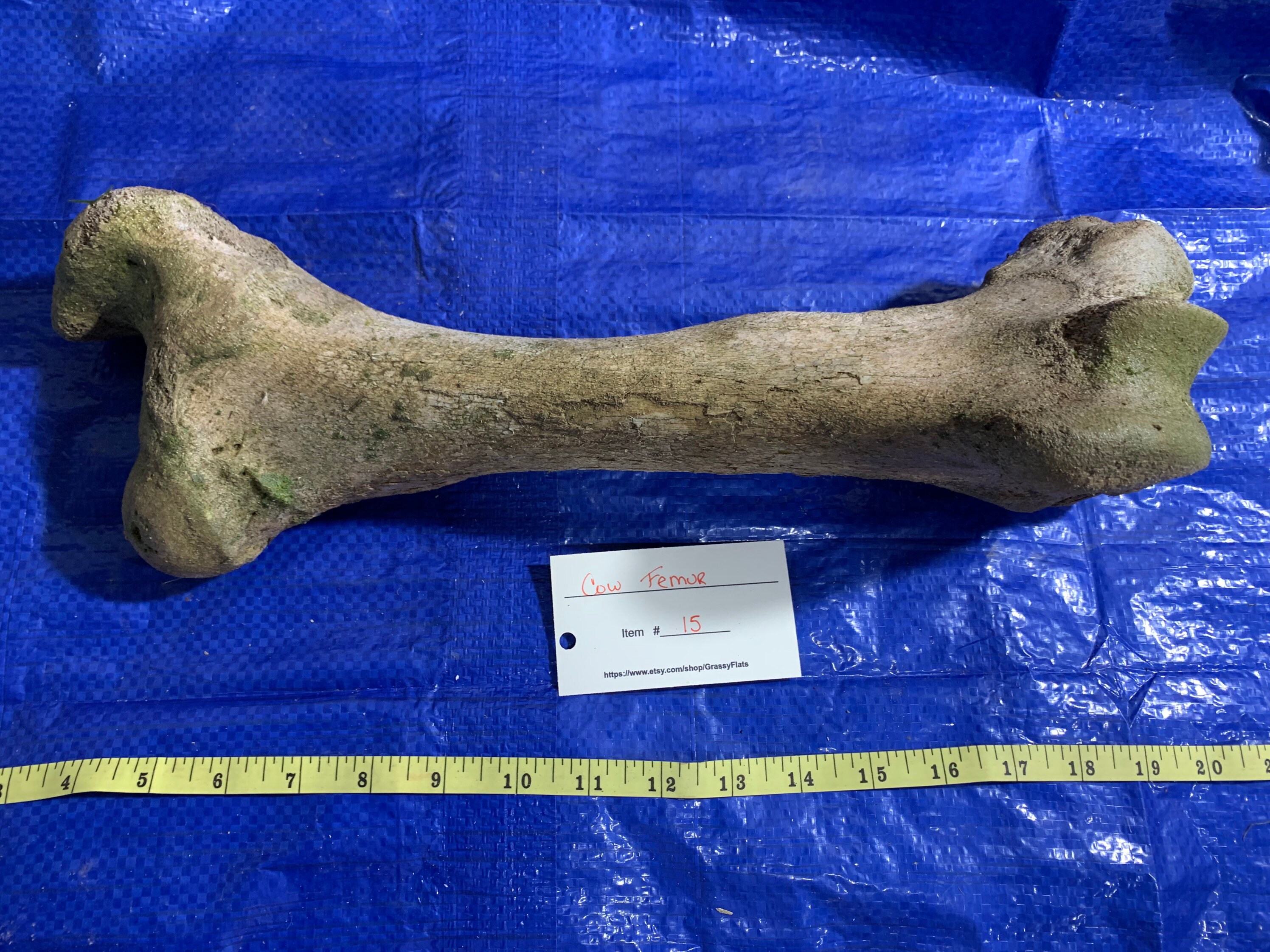 Angus Cow Femur - Etsy