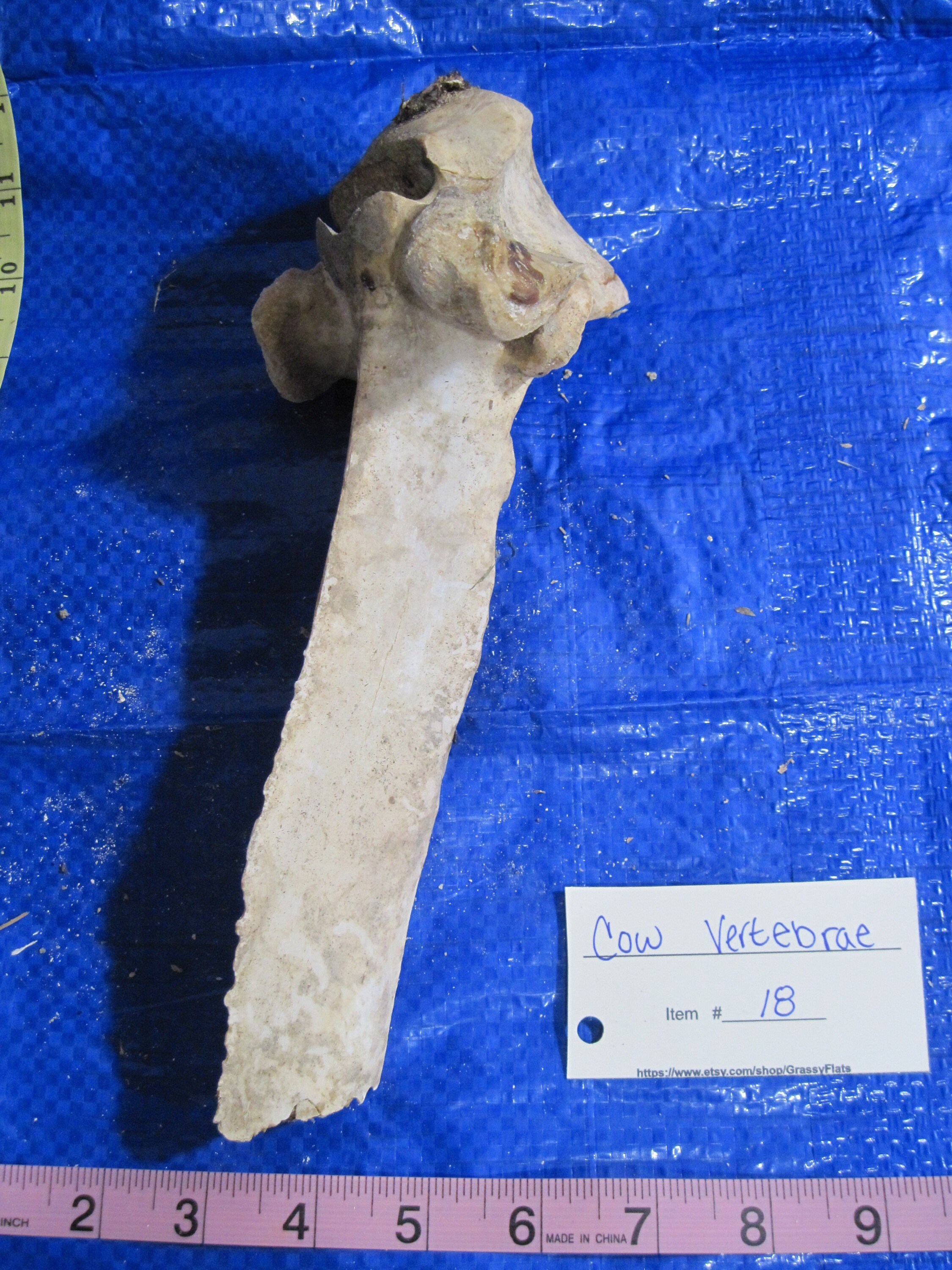 Montana Cow Vertebrae - Etsy