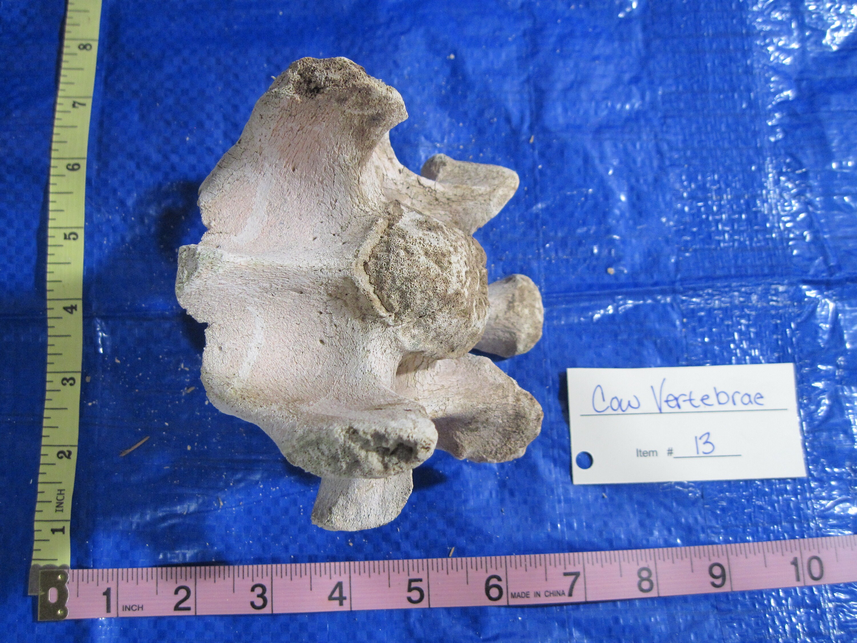 Black Angus Cow Vertebrae - Etsy