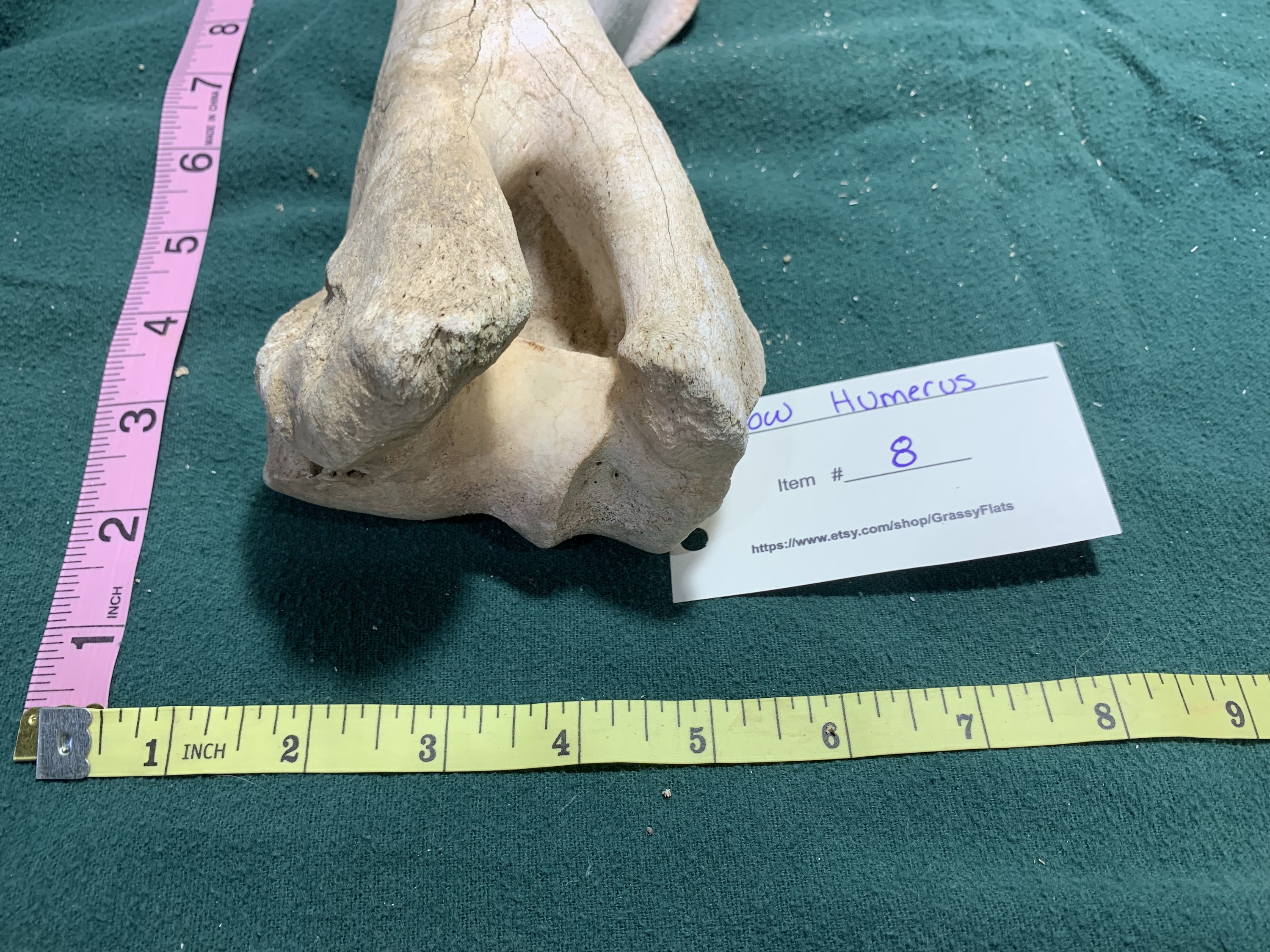 Bovine Cow Humerus - Etsy