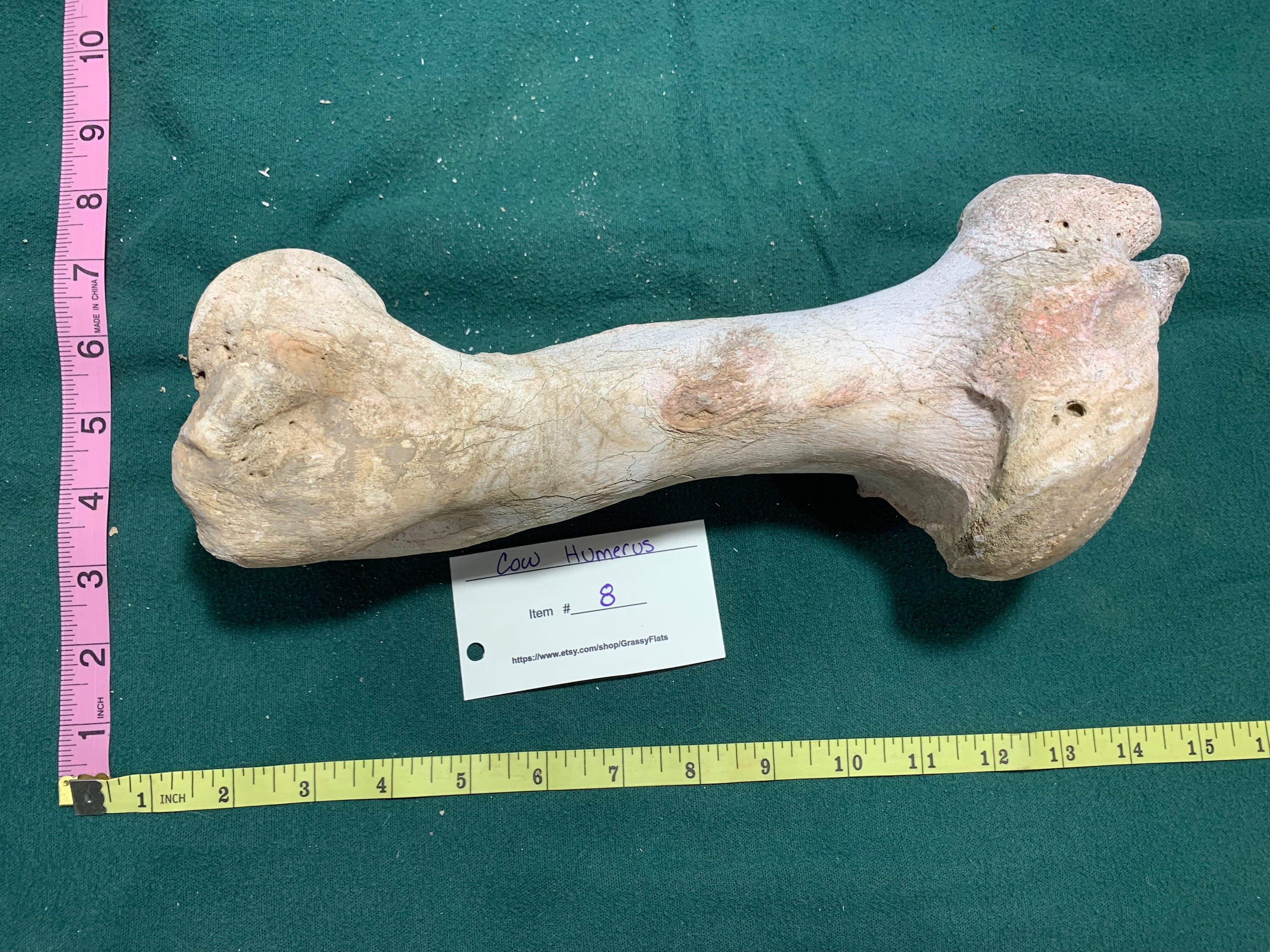 Bovine Cow Humerus - Etsy