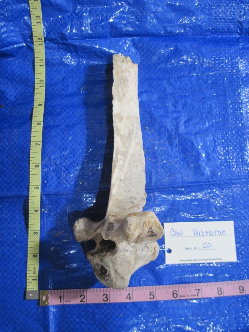 Cow Vertebrae - Etsy