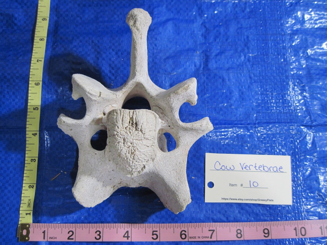 Montana Cow Vertebrae - Etsy