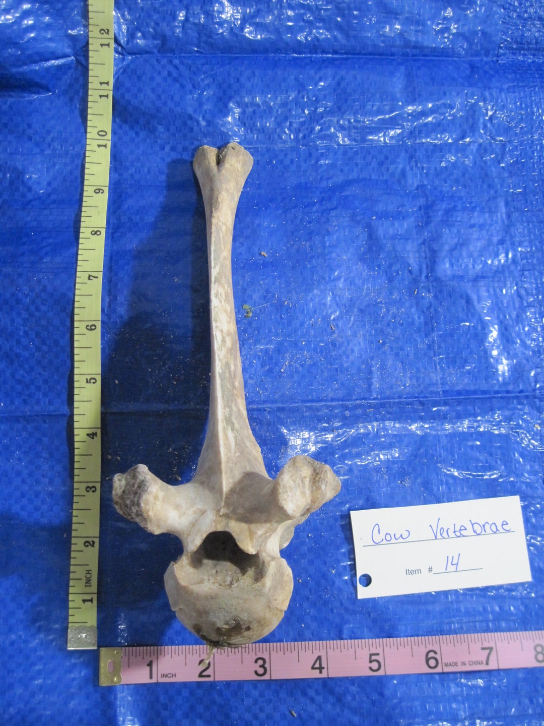 Angus Cow Vertebrae - Etsy