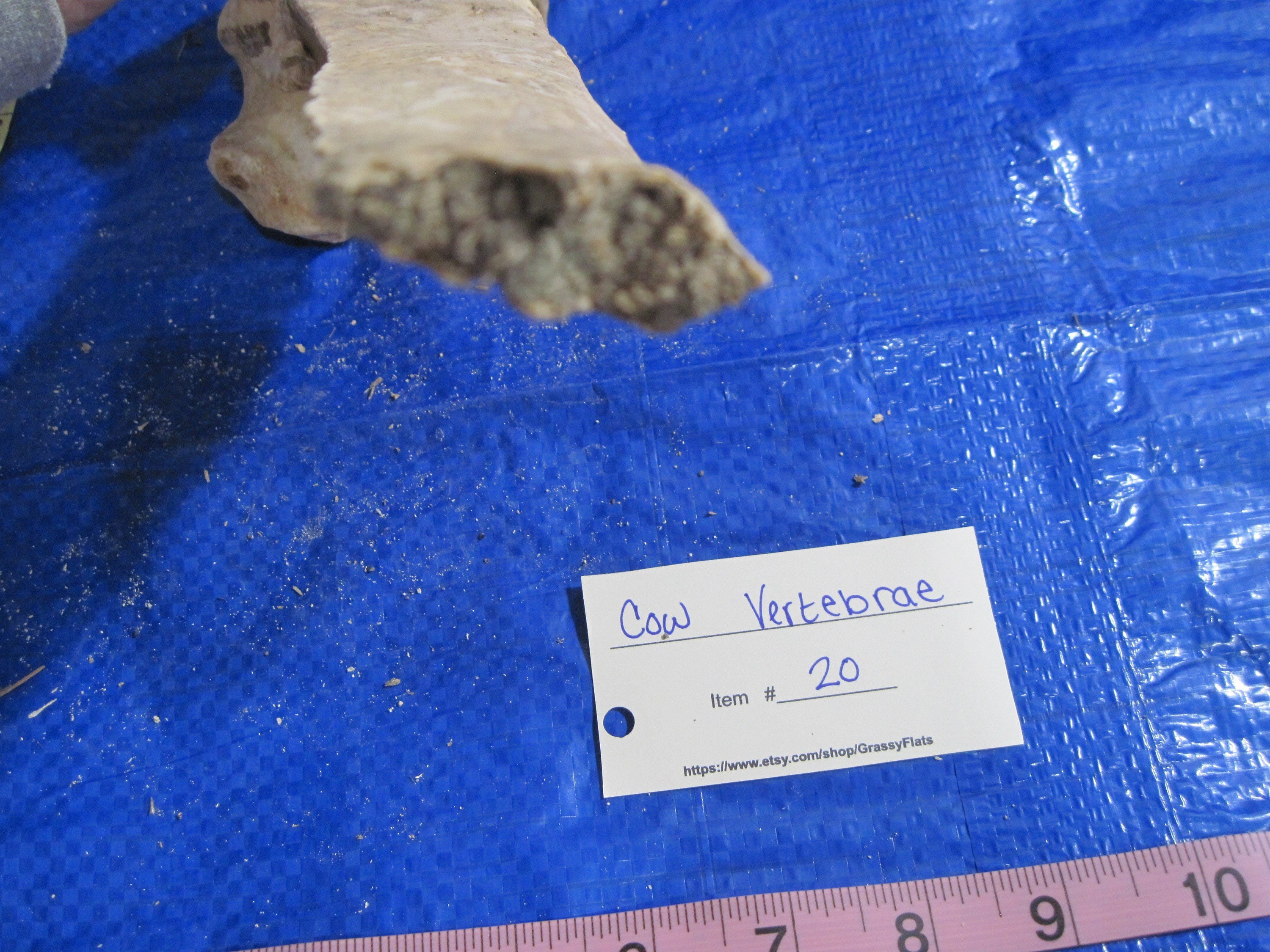 Cow Vertebrae - Etsy